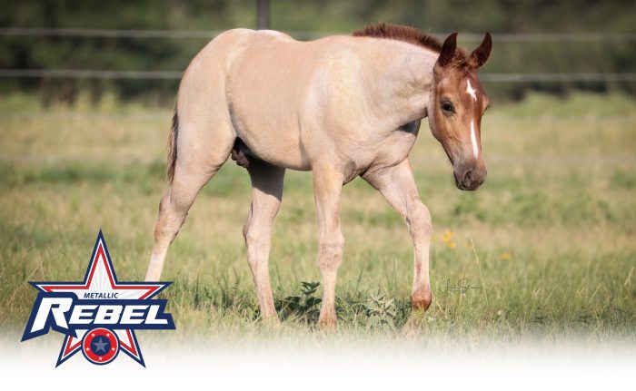 Performers – Metallic Rebel