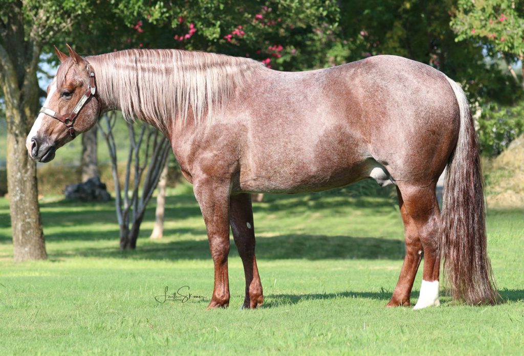 Metallic Rebel – NCHA Open Horse of the Year