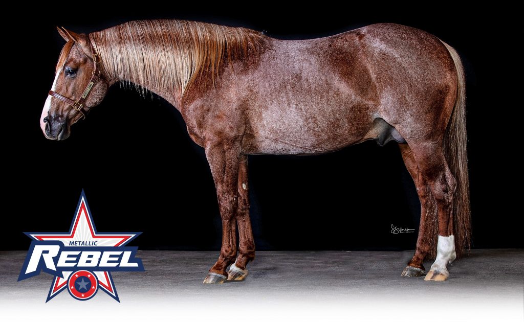 Pedigree – Metallic Rebel