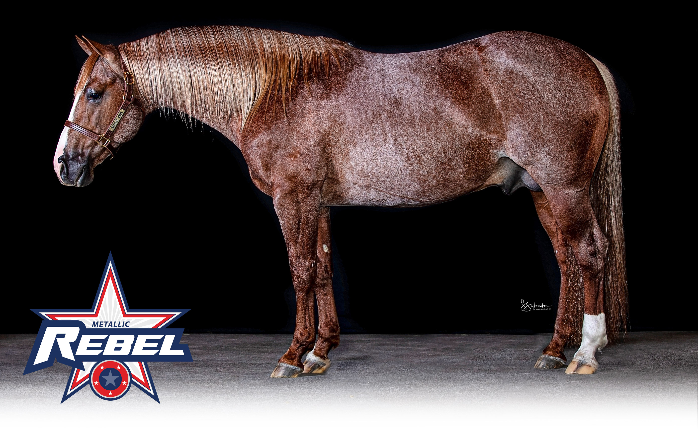 Metallic Rebel | Pedigree