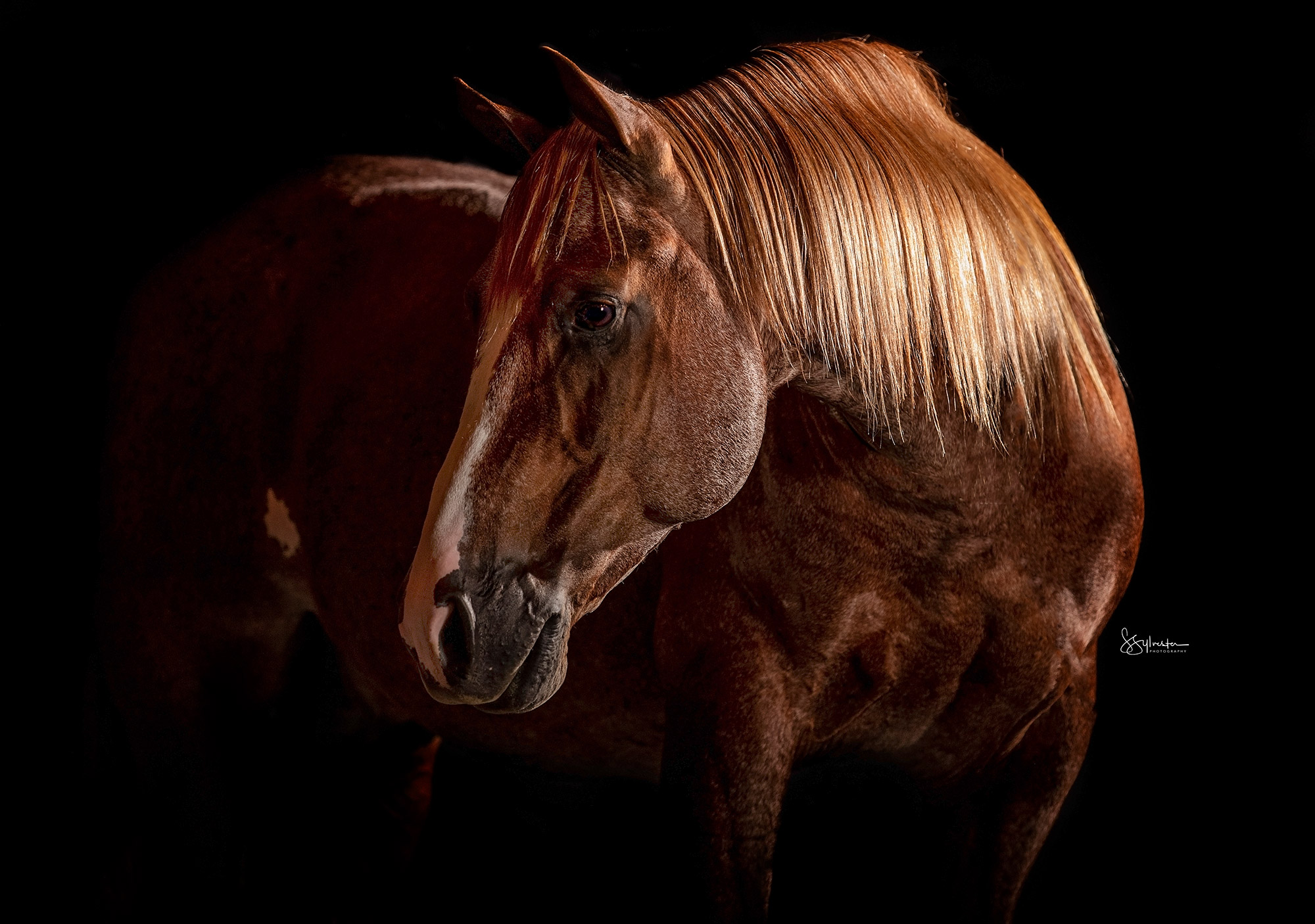 Pedigree – Metallic Rebel