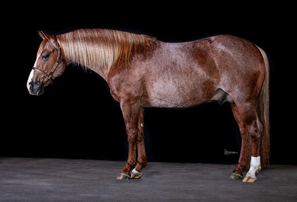 Metallic Rebel – NCHA Open Horse of the Year
