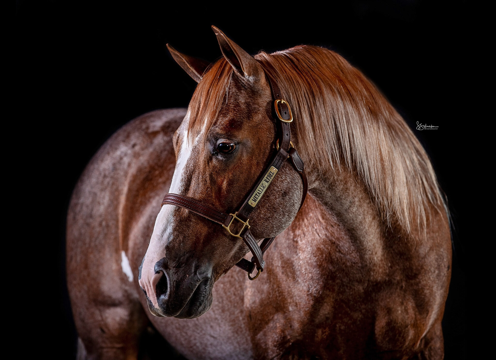 Pedigree – Metallic Rebel