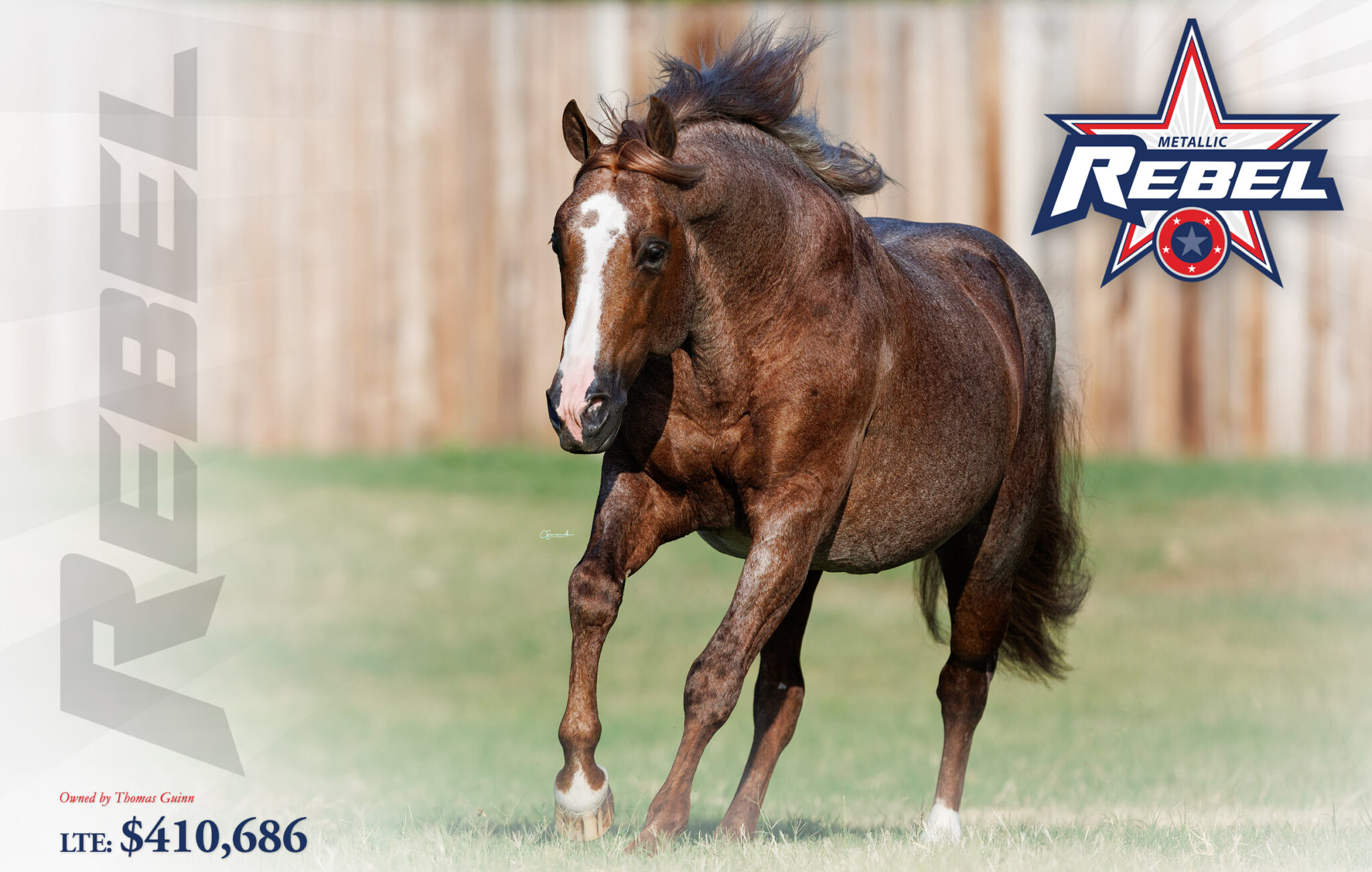 Metallic Rebel – NCHA Open Horse of the Year