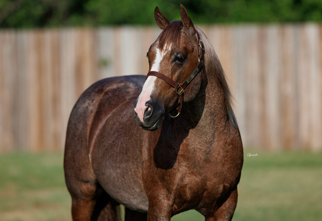 Performance – Metallic Rebel