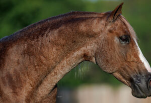 Metallic Rebel – NCHA Open Horse of the Year